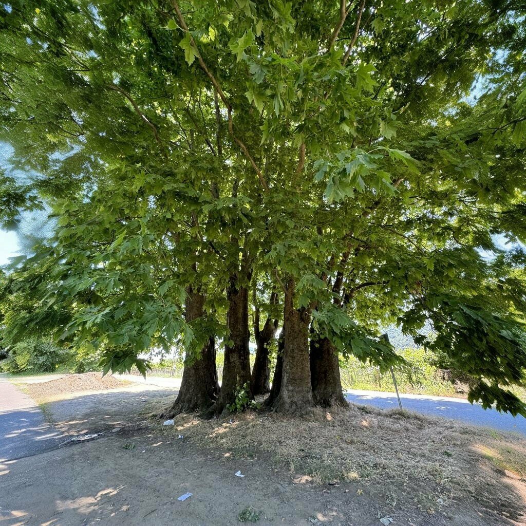 Turistik yerler Yedi Çınarlar, Çınarcık, foto