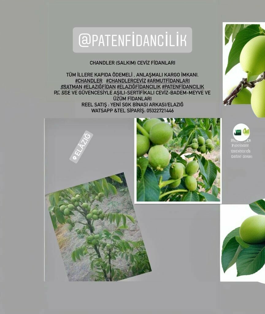 Tarım ürünleri firmaları Paten Fidancılık, Elazığ, foto