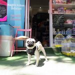 Ayaz Pet Garden (Kocaeli, Körfez, Güney Mah., Tuğrul Cad., 54), petshop  Körfez'den