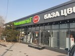 SharBear (No:39, Kúnshyǵys móltek aýdany), kutlama ürünleri  Çimkent'ten (Şımkent'ten)