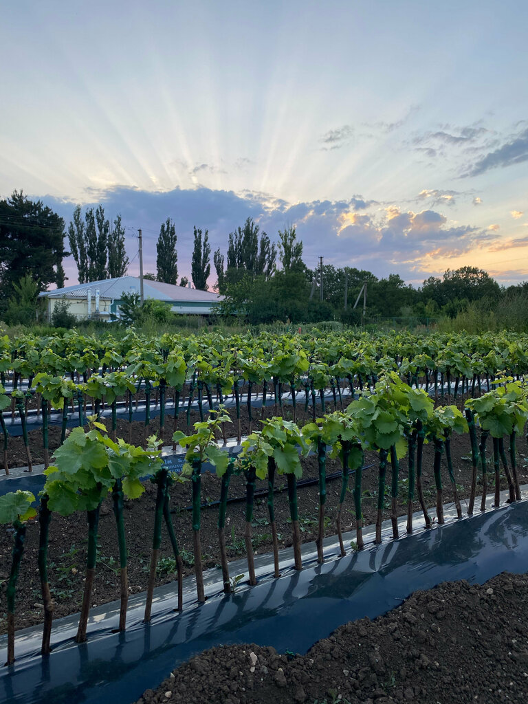 Fidan yetiştiriciliği Инновационный центр виноградарства им. В. И. Вернадского, Kırım Cumhuriyeti, foto