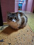 Общежитие (Molodyozhnaya ulitsa No:13А, posyolok Novy), yurtlar  Kamçatski krayından