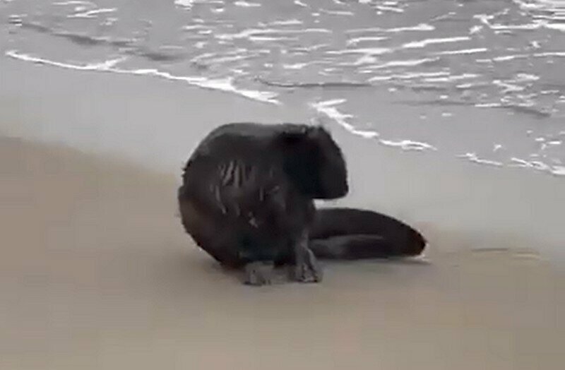 Plaj Пляж, Lipetskaya oblastı, foto