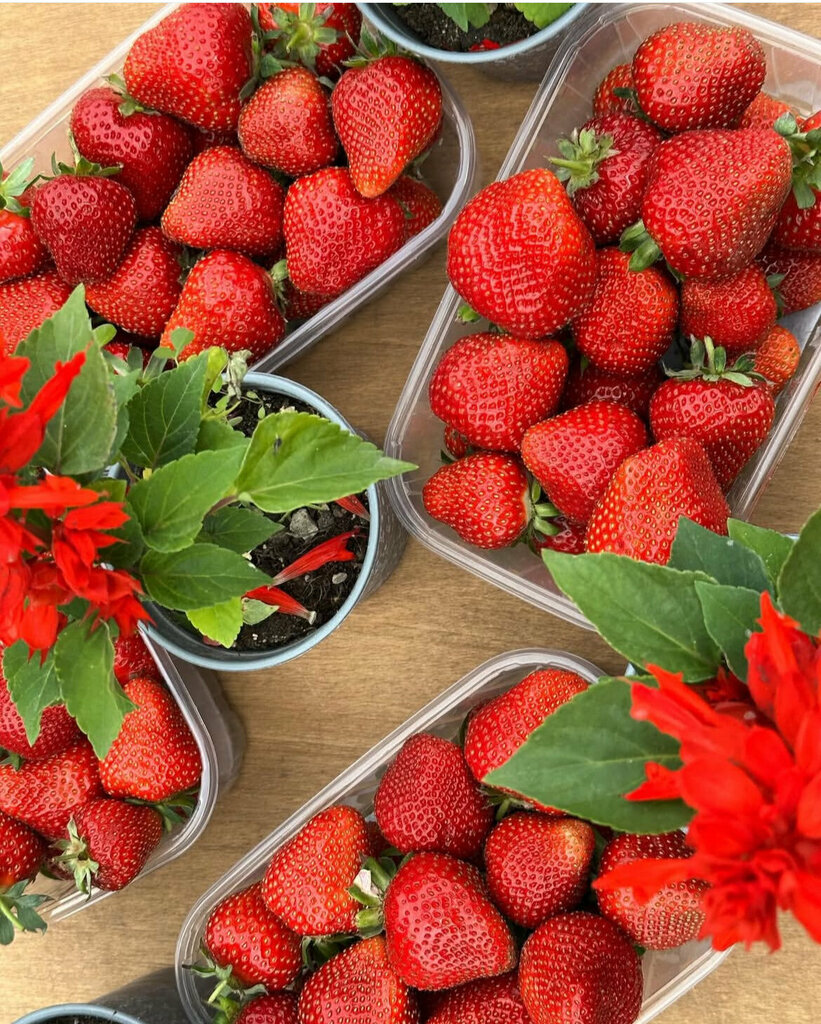 Seracılık Холмовская клубника, Kırım Cumhuriyeti, foto