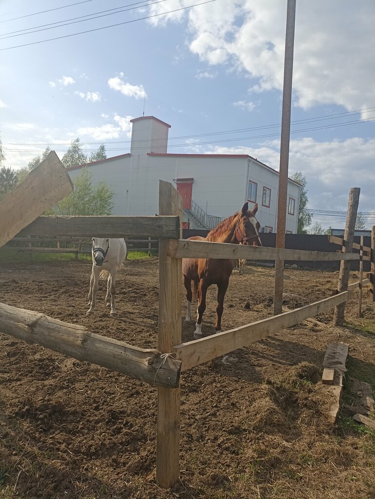 At ve binicilik kulüpleri Конюшня Яблочко, Moskova ve Moskovskaya oblastı, foto