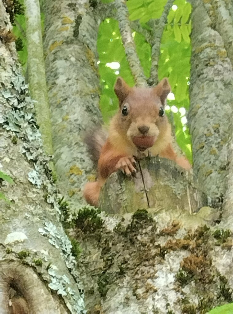 Resort oteller, tesisler Школьное лесничество Пестрый Лес, Saint‑Petersburg ve Leningradskaya oblastı, foto