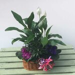 Iberflor (Calle Colombia No:10, Sevilla), çiçek teslimatı  Sevilla'dan