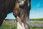 Club lovers horse (Ryabinovaya ulitsa No:12), at ve binicilik kulüpleri  Bratsk'tan