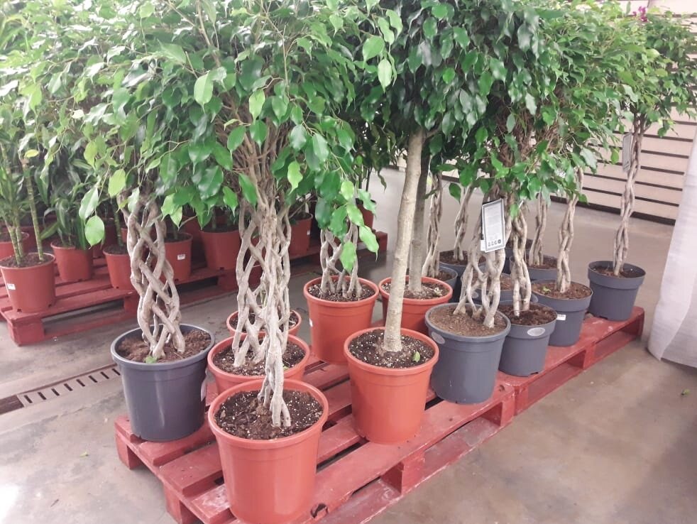 Çiçekçiler NobilisMarco.com, Moskova, foto