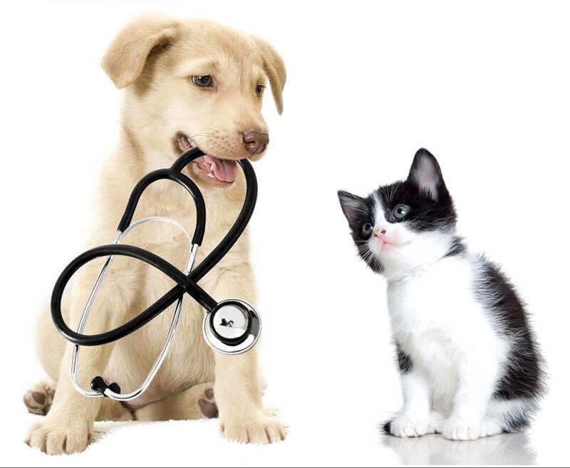 Veteriner klinikleri Clínica Veterinaria La Rosa, Santiago de Compostela, foto