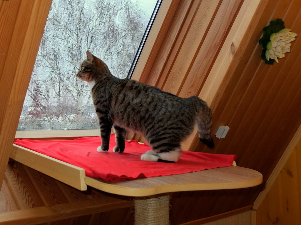 Pet otel Usadba Kotofeevo, Moskova ve Moskovskaya oblastı, foto