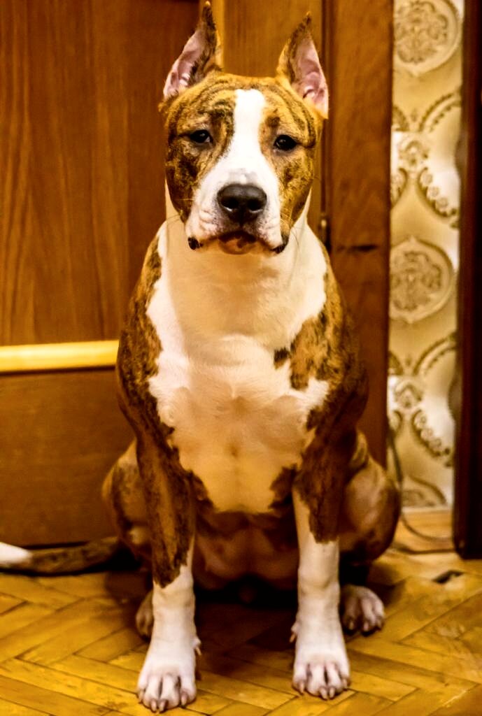 Evcil hayvan yetiştiricileri Русские викинги, Moskova ve Moskovskaya oblastı, foto