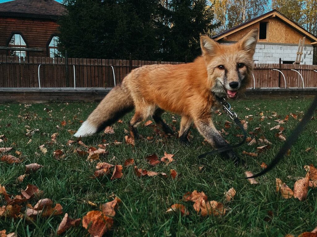 Pet otel Woof University, Saint‑Petersburg ve Leningradskaya oblastı, foto