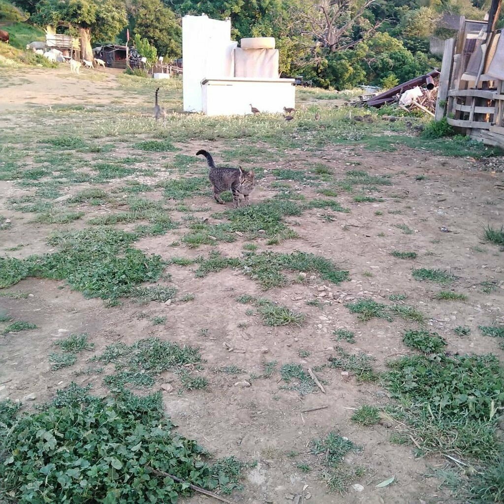 Seyir terası Armutlu Yolu Seyir Tepesi, Armutlu, foto