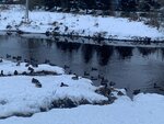 Spring, stream (Leningrad Region, Vsevolozhckiy DIstrict, Murino), pınar, çay