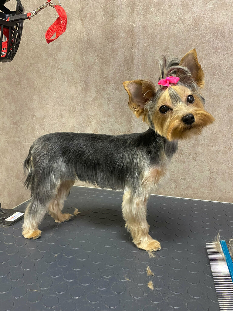 Evcil hayvan kuaförleri Ньюфи, Krasnoyarsk, foto