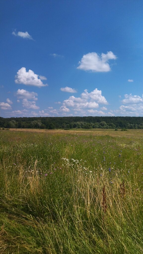 Plaj Пляж, Kalujskaya oblastı, foto