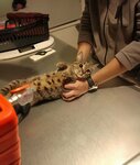 Patili Kule Veteriner Muayenehanesi (Samsun, Atakum, Alaçam Cad.), veteriner klinikleri  Atakum'dan
