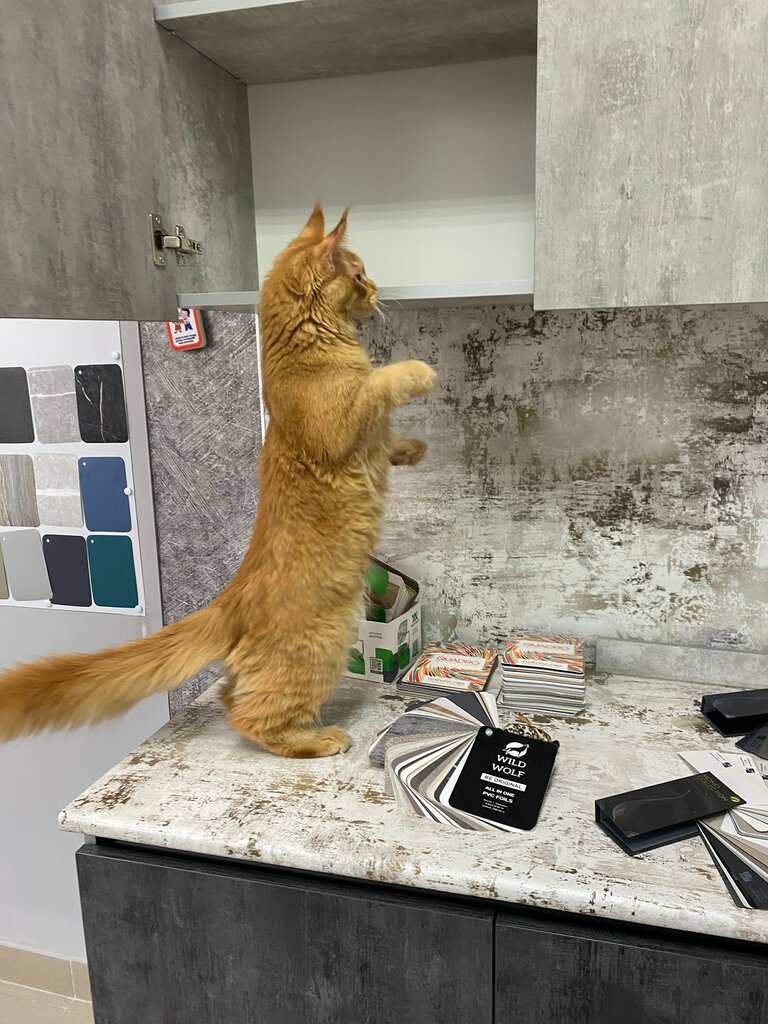 Mutfak mobilyaları 9 Квадратов, Volzhsk, foto