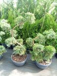 Зеленый город (ulitsa Yekateriny Velikoy No:32), fidan yetiştiriciliği  Krasnodar'dan