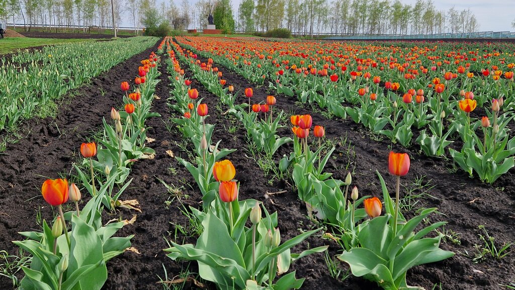 Tohum üretimi Tyulpany Chernozemya, Belgorodskaya oblastı, foto