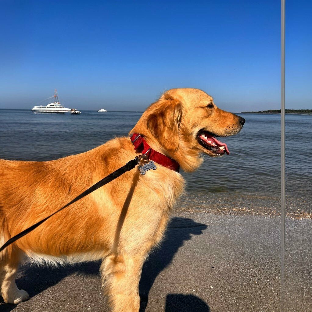 Evcil hayvan yetiştiricileri Pati Dostum Köpek Oteli, Gebze, foto