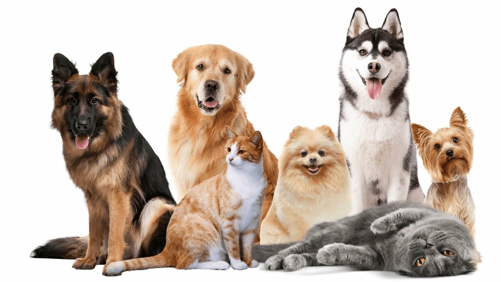 Hayvanat bahçesi merkezi Happy dogs, Kostanay eyaleti, foto