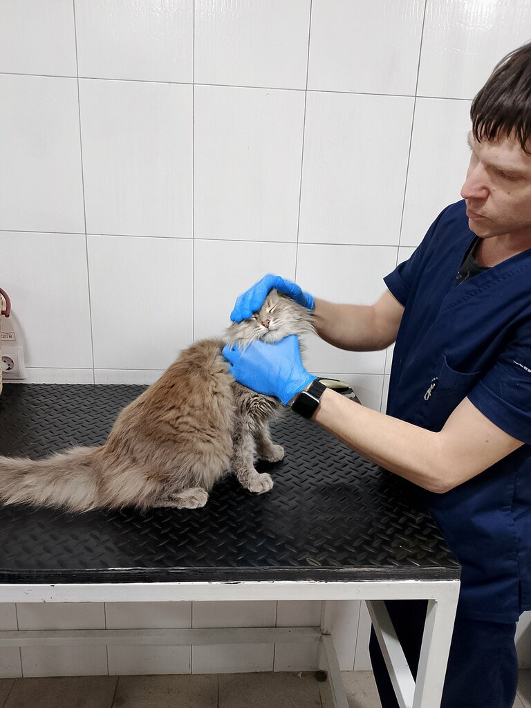 Veteriner klinikleri Балто, Novorossiysk, foto