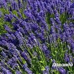 Lavander (Moskovskaya Street No:12, dachny posyolok Snegiri), çiçekçiler  Moskova ve Moskovskaya oblastından