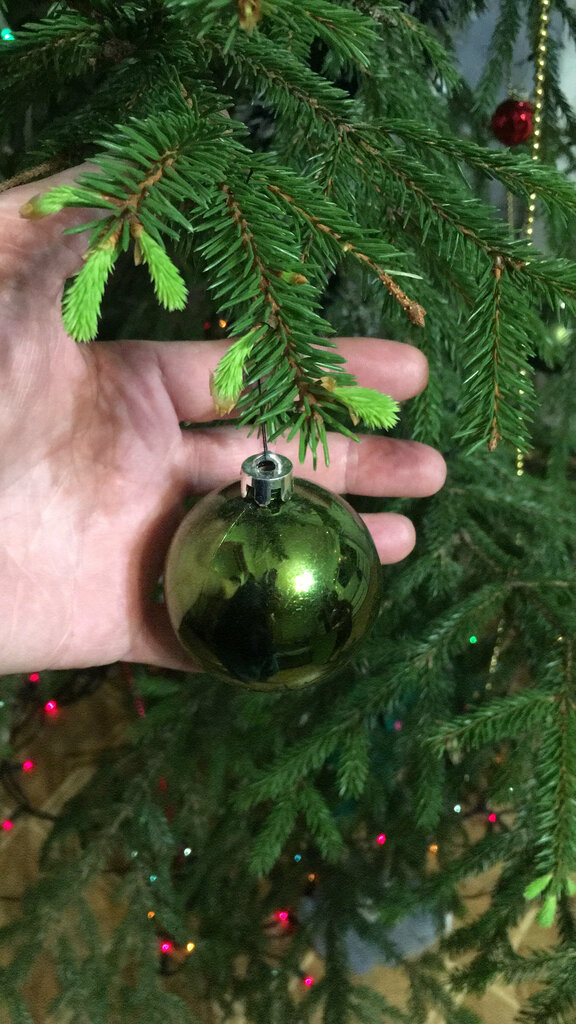 Orman işleri Bogorodskoye rayonnoye lesnichestvo, Nijegorodskaya oblastı, foto