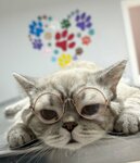 Mor Vet Veteriner Kliniği (Burdur, Gölhisar, Pazar Mah., 365. Sok., 1A), veteriner klinikleri  Gölhisar'dan