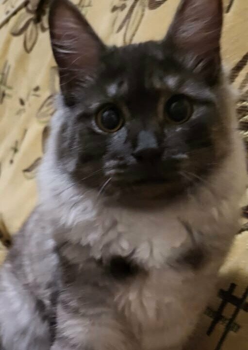 Veteriner klinikleri Samoylovskaya rayonnaya stantsiya po borbe s boleznyami zhivotnykh, Ogu, Saratovskaya oblastı, foto