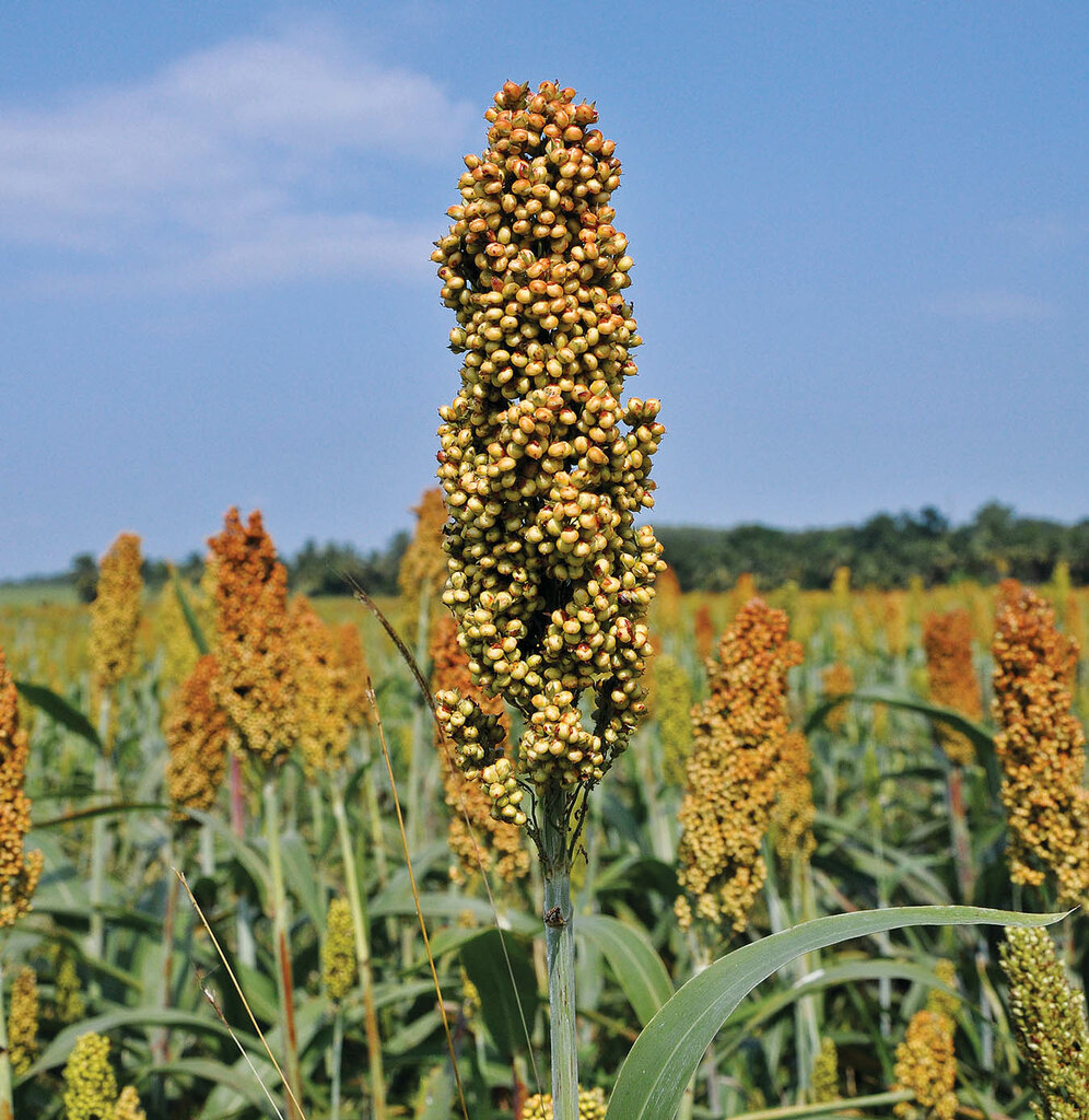 Tohum üretimi Krasnopolyanskaya seed company, Rostovskaya oblastı, foto