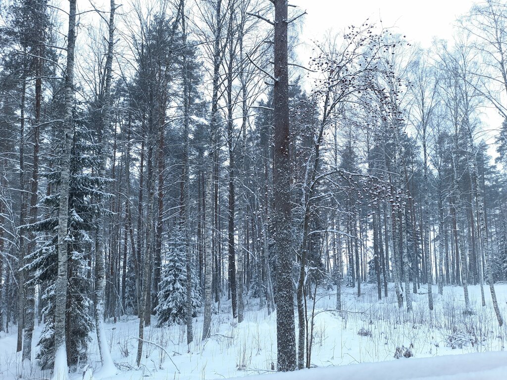 Dağ zirvesi Гора Кокконниеменмяки 78 метров, Karelya, foto