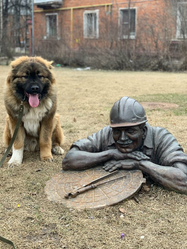 Köpek gezdirme alanları Дрессировка собак, Moskova, foto