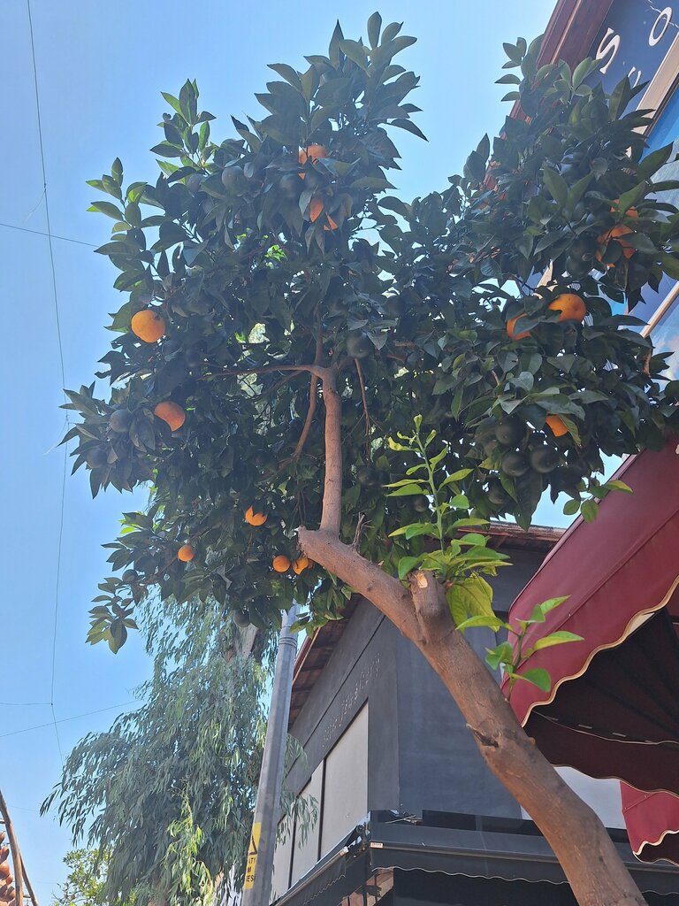 Kültür ve eğlence parkları Türkler Mesire Alanı, Alanya, foto
