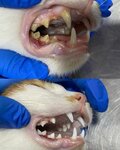 Kadıoğlu Veteriner Kliniği (Samsun, Tekkeköy, Şeyh Zeynettin Cad.), veteriner klinikleri  Tekkeköy'den