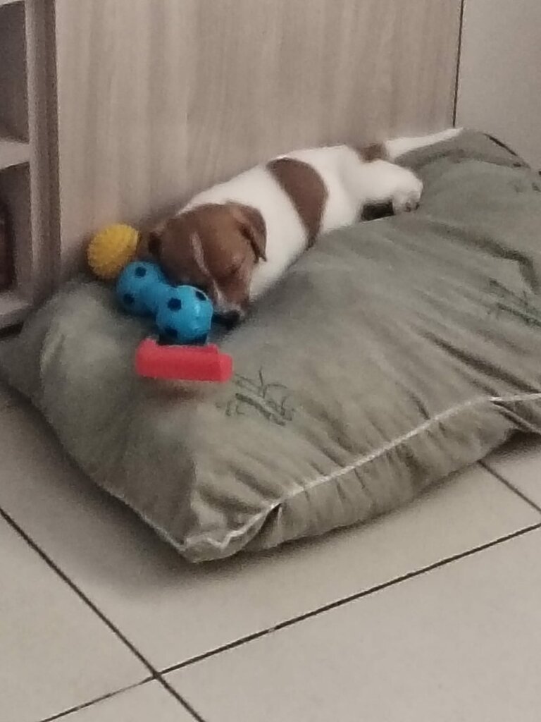 Evcil hayvan yetiştiricileri Taksy s Temernika, Rostov‑na‑Donu, foto