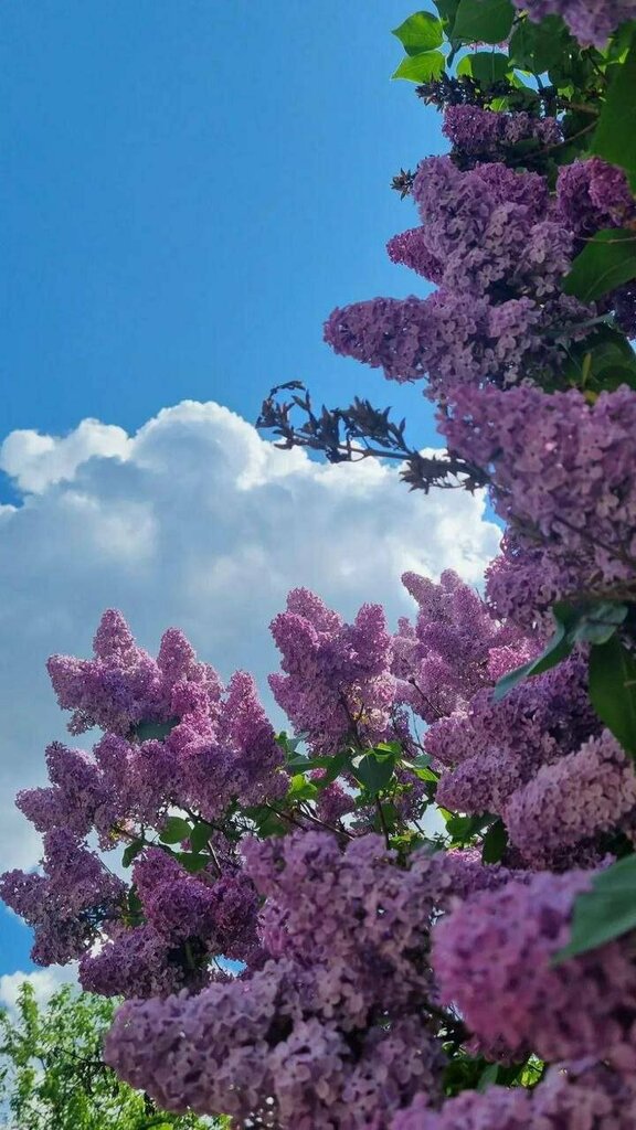 Oto yıkama Car Wash, Nemengan, foto