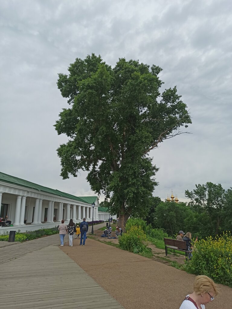 Turistik yerler Тот самый тополь, Suzdal, foto