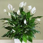 Lucky Flowers Trading (8, 37A Street, Al Karama, Bur Dubai, Dubai), çiçekçiler  Dubai'den