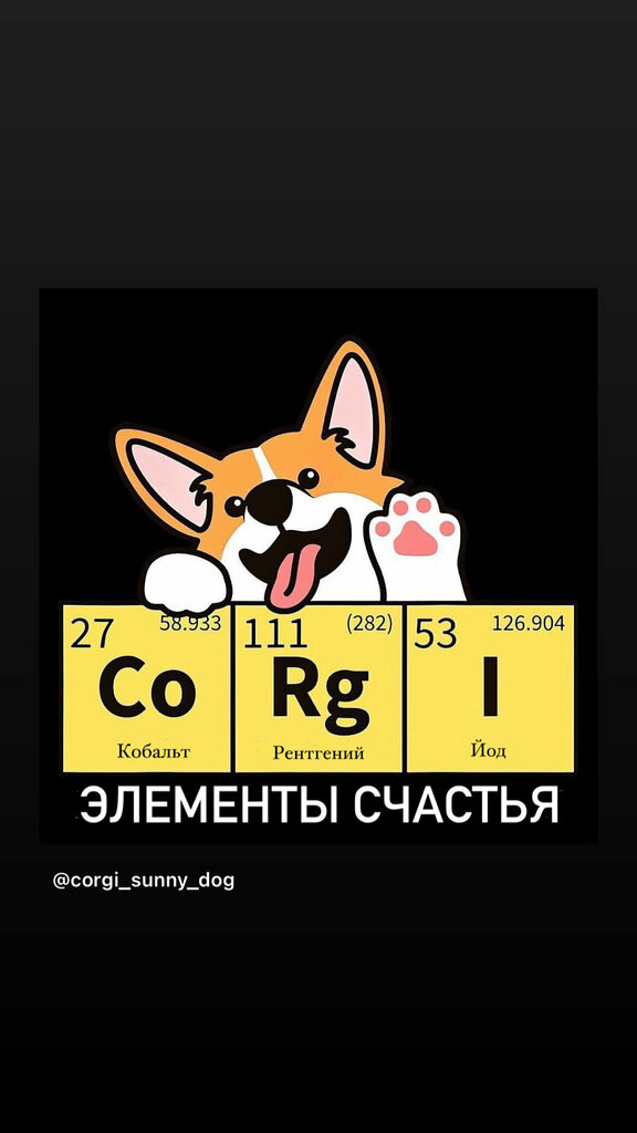 Evcil hayvan yetiştiricileri Corgi Sunny Dog, Moskova ve Moskovskaya oblastı, foto