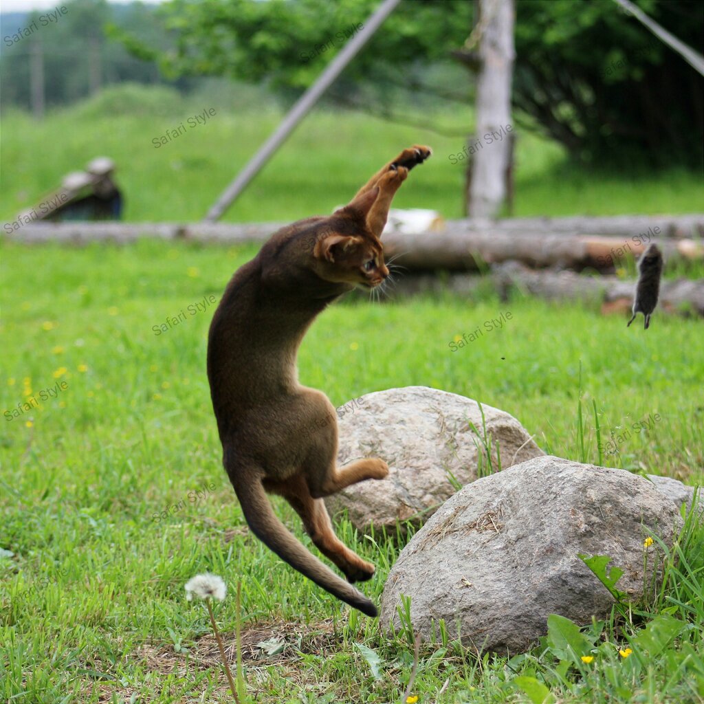 Evcil hayvan yetiştiricileri Safari Style, Moskova, foto