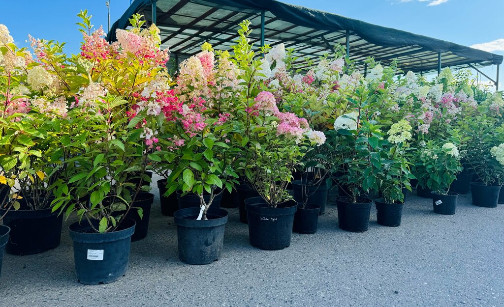 Sera ve bahçe ürünleri GreenGo Park, Aprelevka, foto