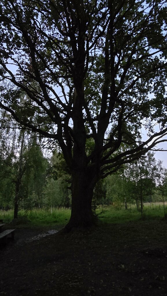 Doğa Дуб на поляне, Moskova, foto