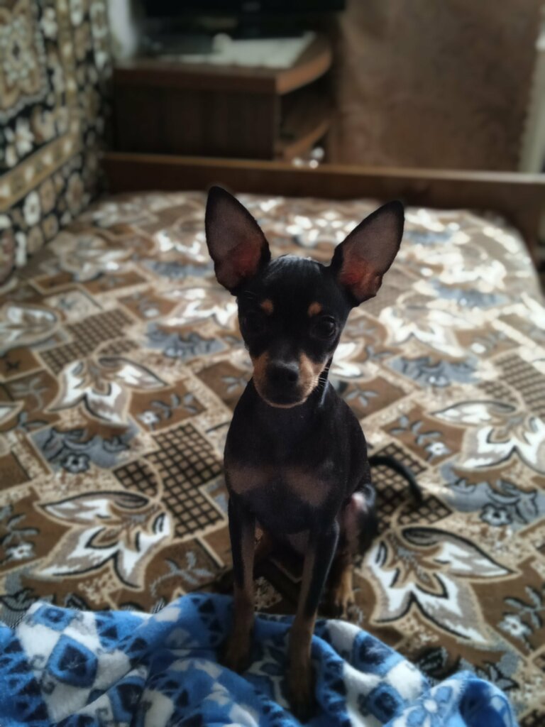 Veteriner klinikleri ОГАУ Межрайонная ветстанция по Волоконоскому и Валуйскому районам, Belgorodskaya oblastı, foto