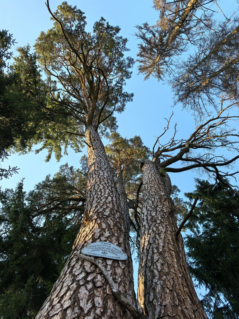 Doğa Ведьмина лапа, Vitebskaya oblastı, foto