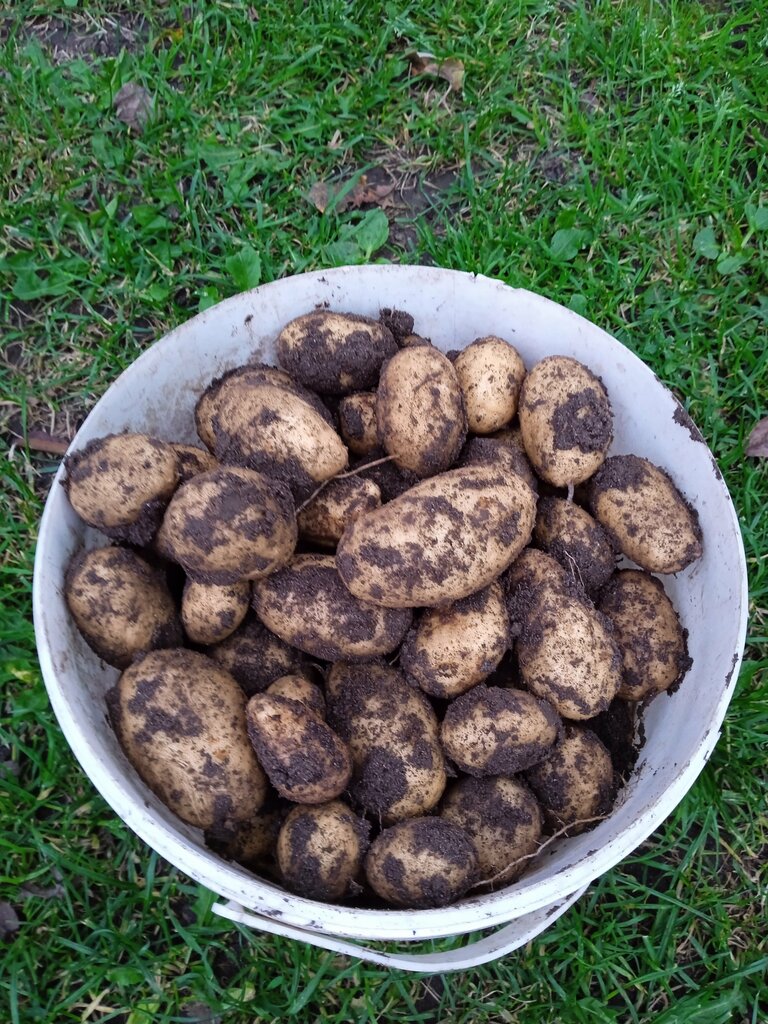 At ve binicilik kulüpleri Пони, Vladimirskaya oblastı, foto