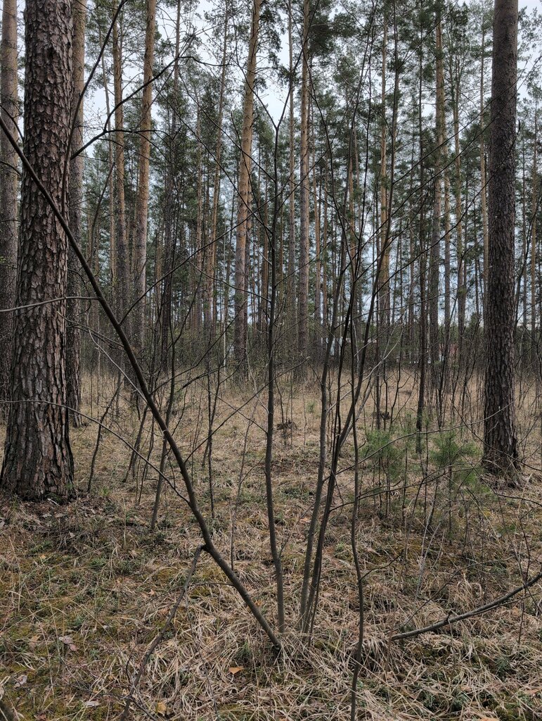 Turistik yerler Благовещенский прииск, Sverdlovskaya oblastı, foto