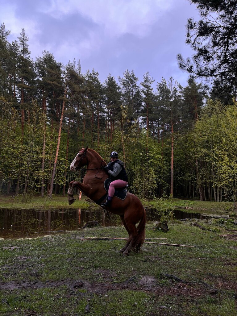 At ve binicilik kulüpleri Natash, Moskova ve Moskovskaya oblastı, foto